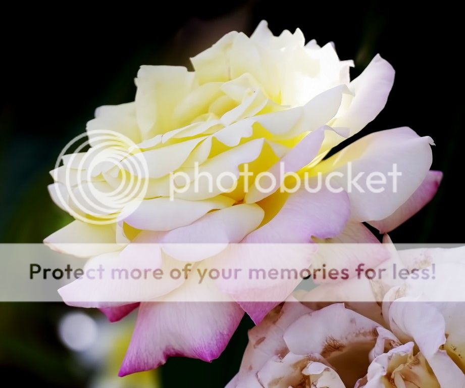 Backlit - PentaxForums.com